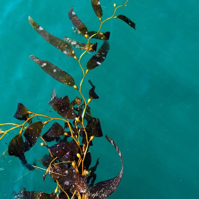 Monitoring the Collapse of Kelp Forests – Investable Oceans