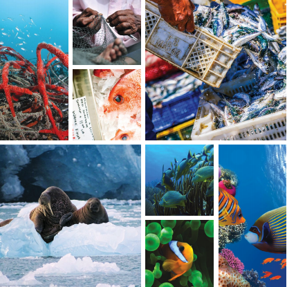 Our Shared Seas: A 2017 Overview of Ocean Threats and Conservation Fun ...