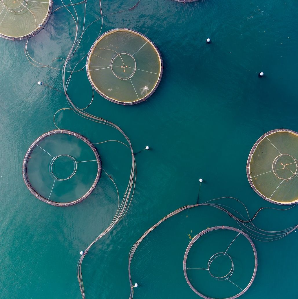 Avoiding Aquafailure: Aquaculture diversification and regeneration are – Investable Oceans
