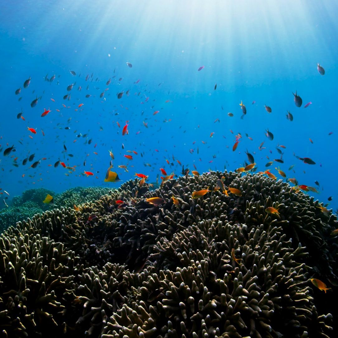 Walmart heir’s Builders Vision backs T. Rowe Price’s $200 million blue – Investable Oceans