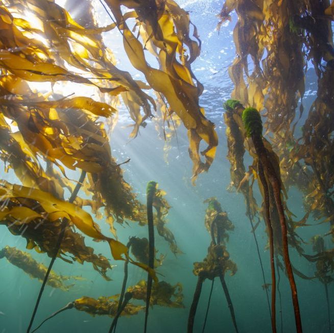 Seaweed 101: The Potential of Seaweed Aquaculture in the Blue Economy ...