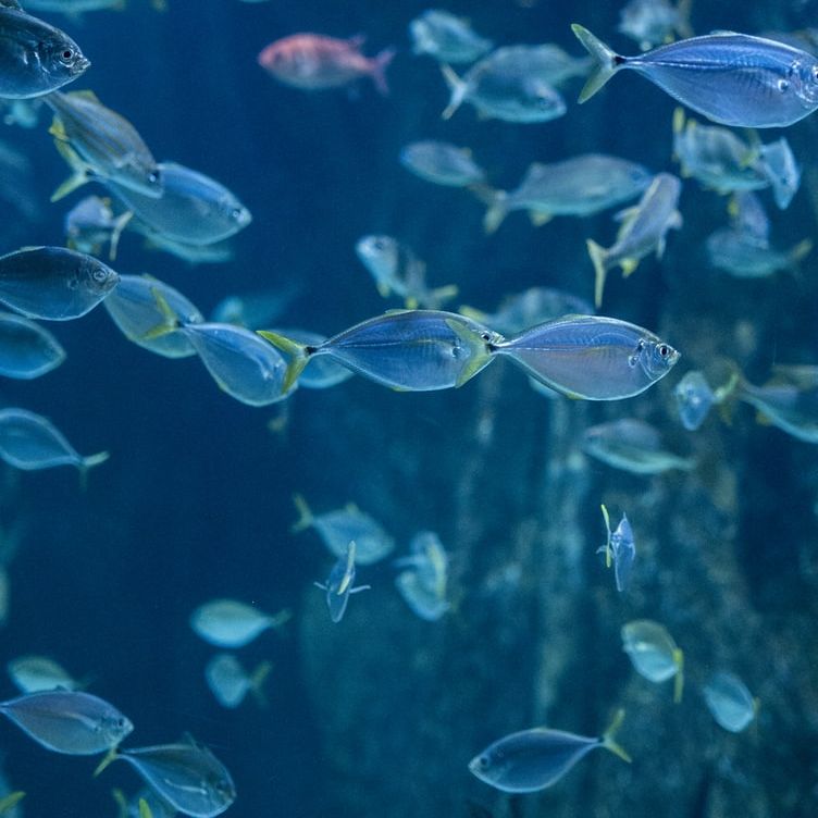 Bringing RAS to the people – Investable Oceans