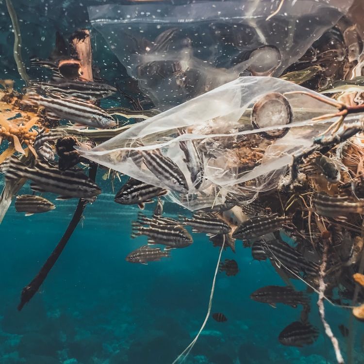 Ocean Plastic: What You Need to Know – Investable Oceans