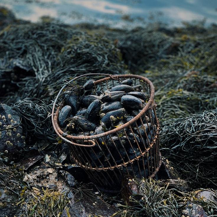Kelp (Saccharina latissima) Mitigates Coastal Ocean Acidification and ...