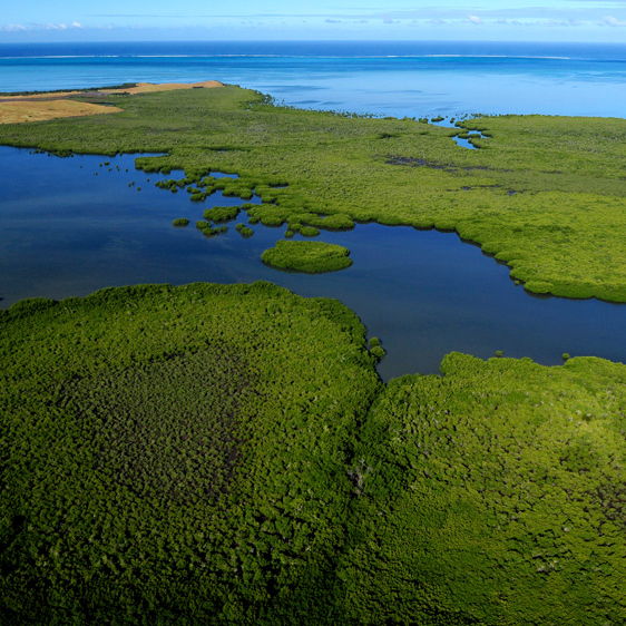 Custodians of the globe's blue carbon assets (UNESCO) – Investable Oceans
