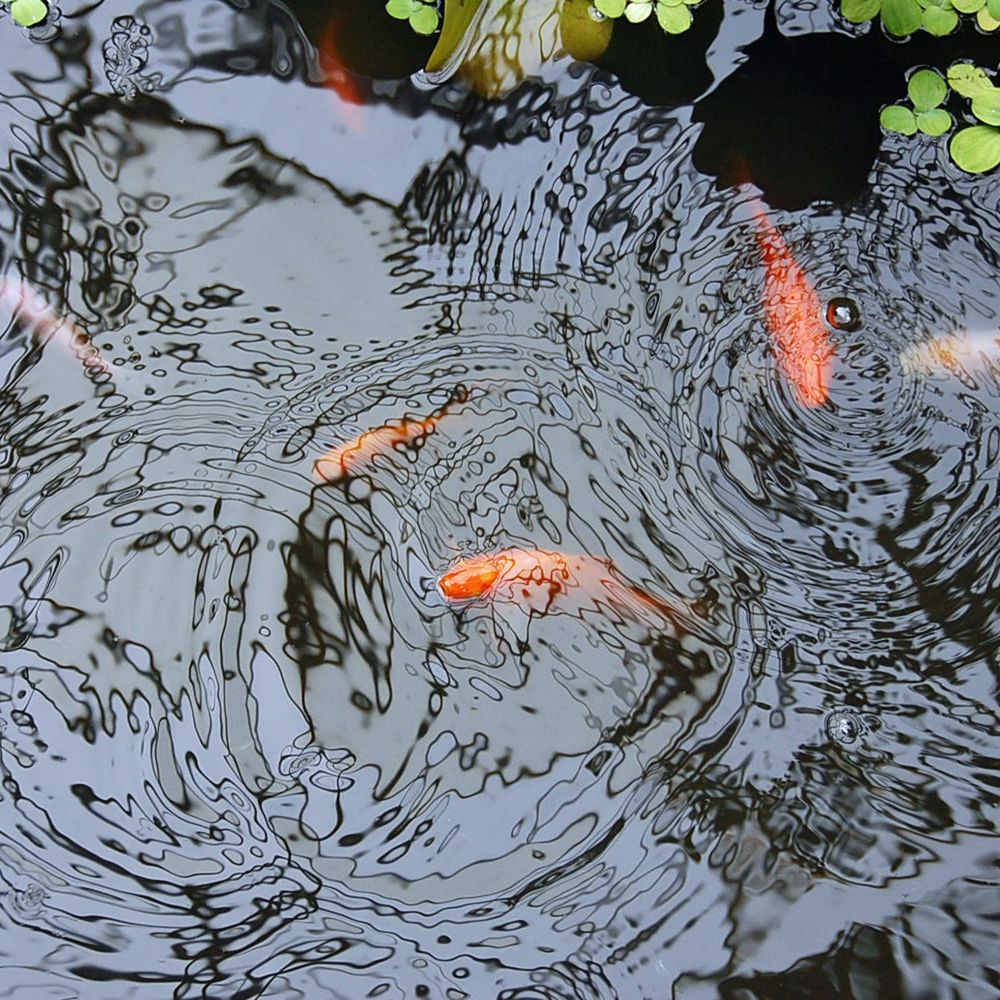 How China is applying ecological engineering techniques in pond aquacu ...