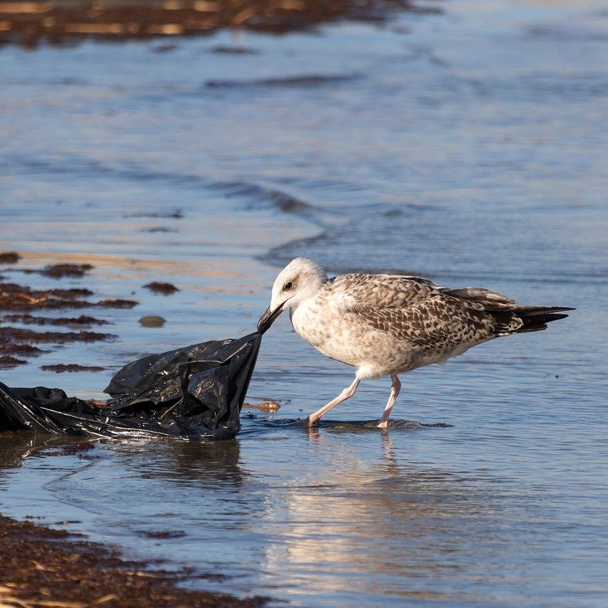 The human right to a clean, healthy and sustainable ocean – Investable ...