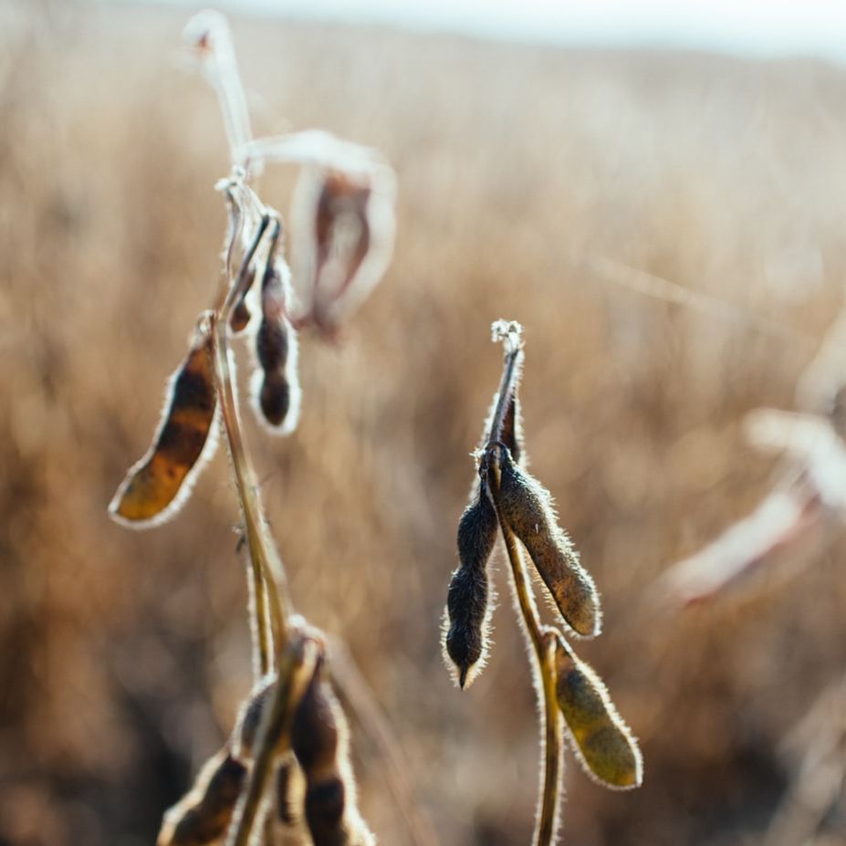 Revolutionising the aquaculture industry using soy-based feed ...