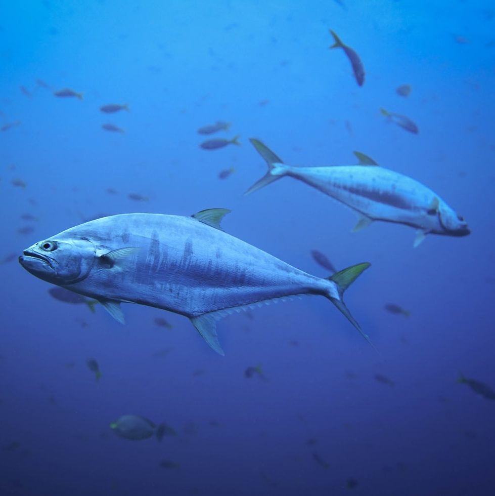 High Seas Treaty Must Reflect Critical Role of Fish in Marine Ecosyste ...