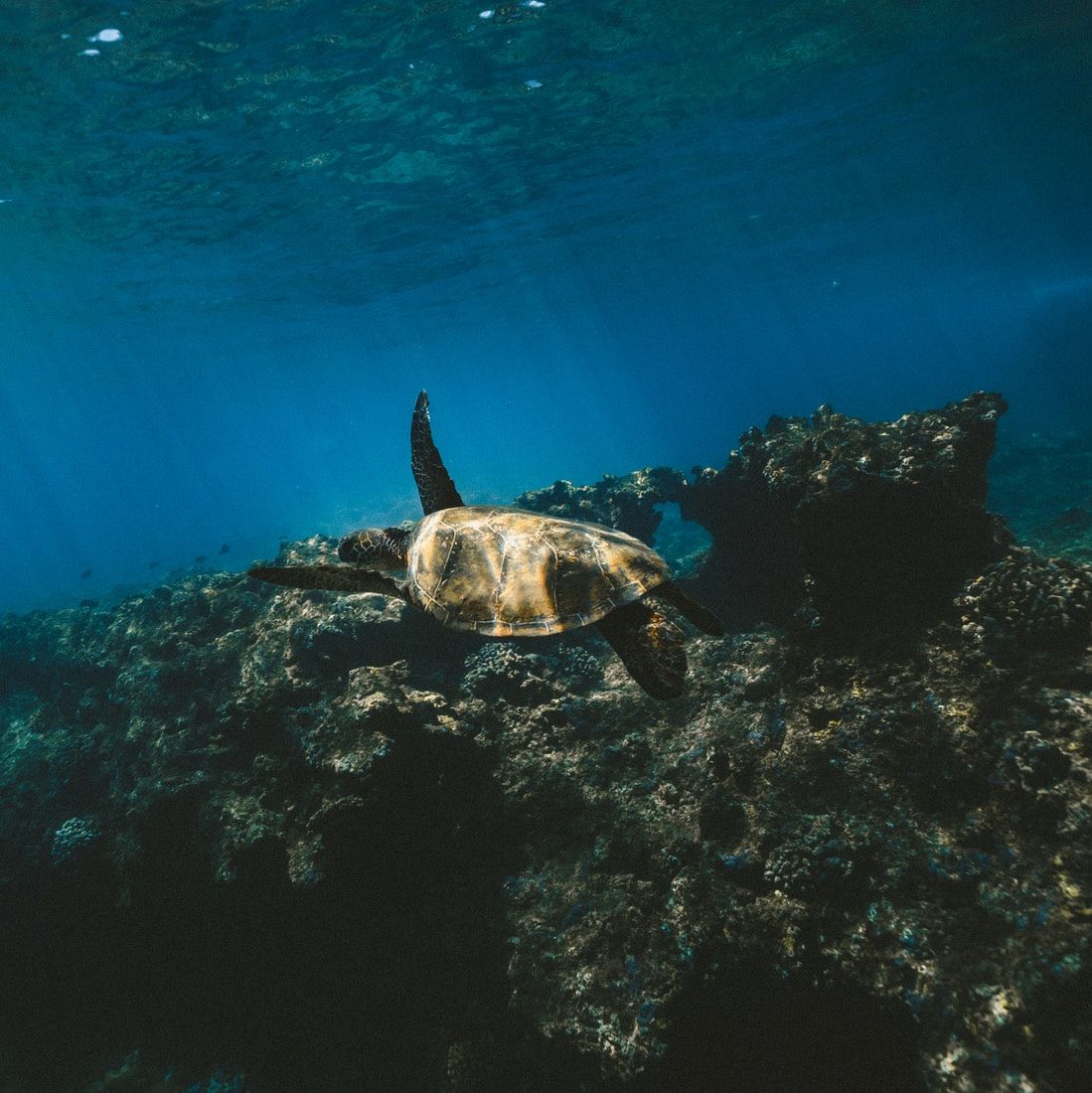 The wealth of oceans: New research shines a light on ocean accounting ...