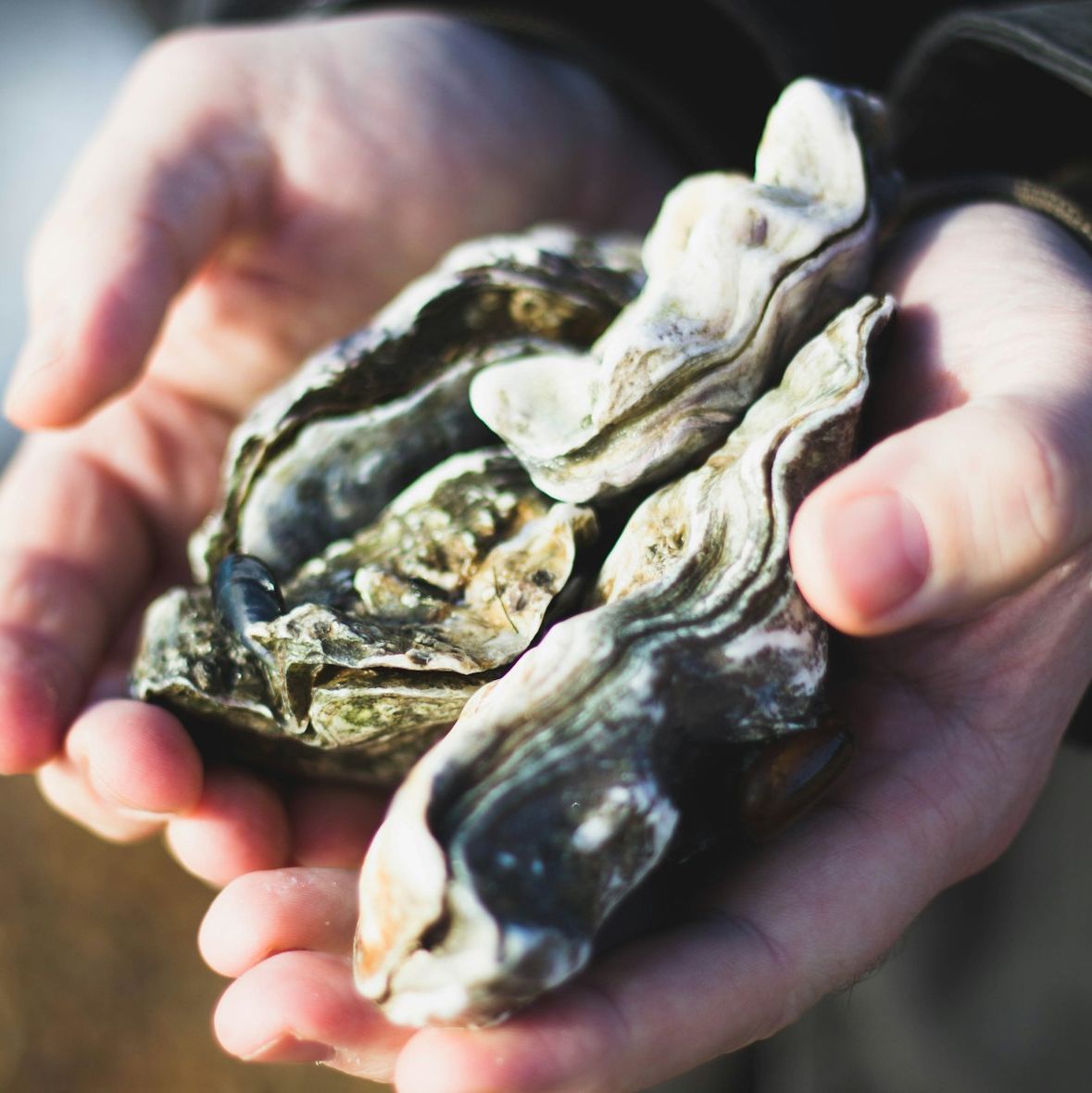 The Global Aquaculture Investment Guide – Investable Oceans