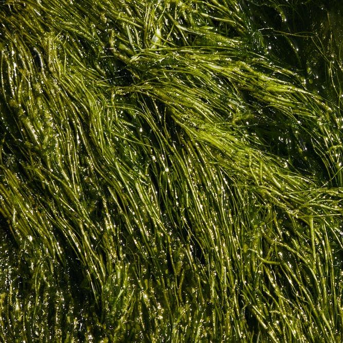 New biofabricated clothing made from algae goes through photosynthesis ...