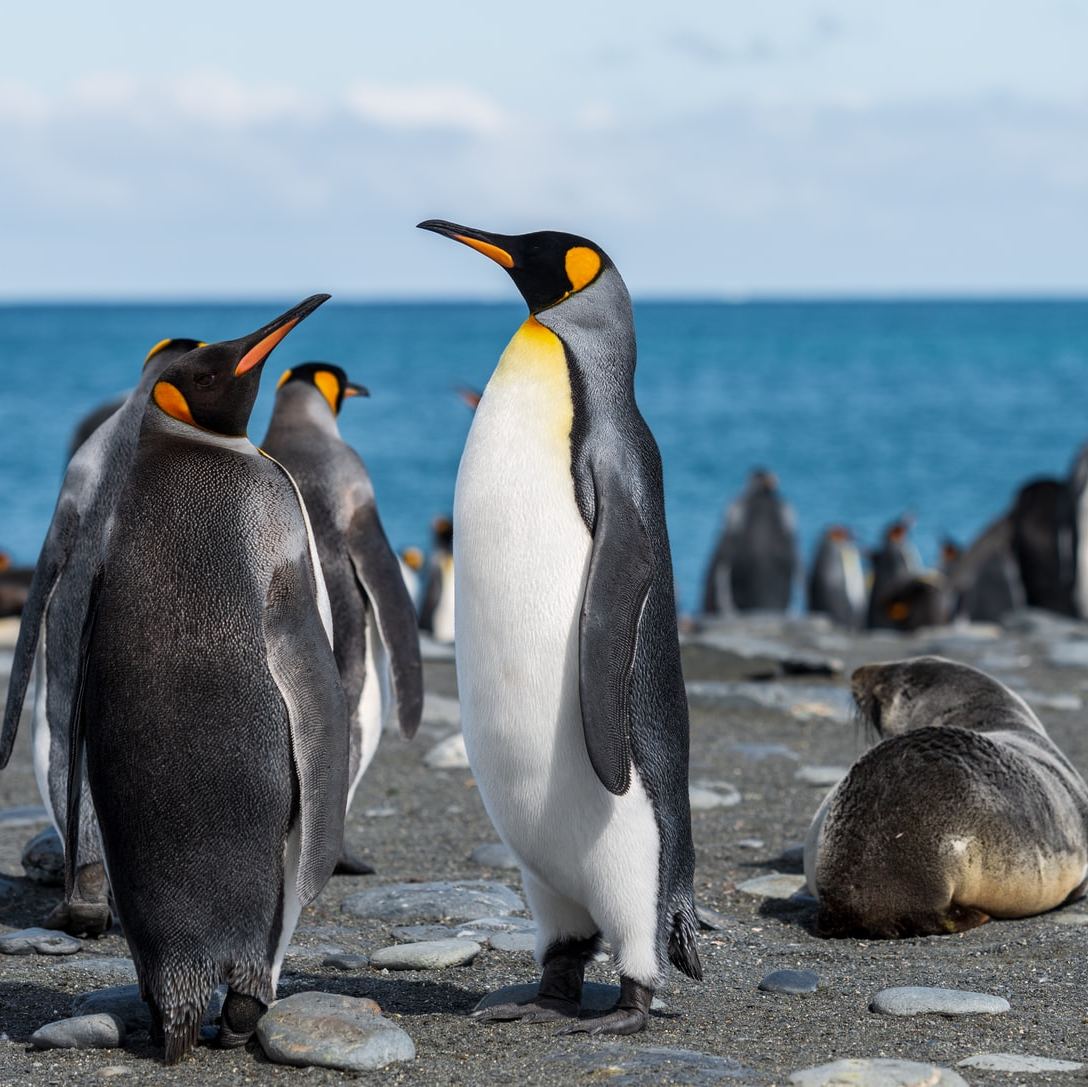 COP26: The Great Melt - tales from the front lines of climate change ...