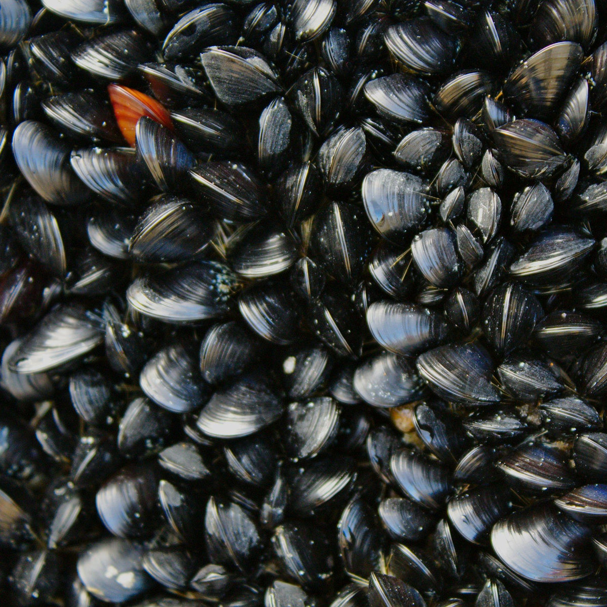 Revitalising the mussel farming industry: innovation and opportunities ...