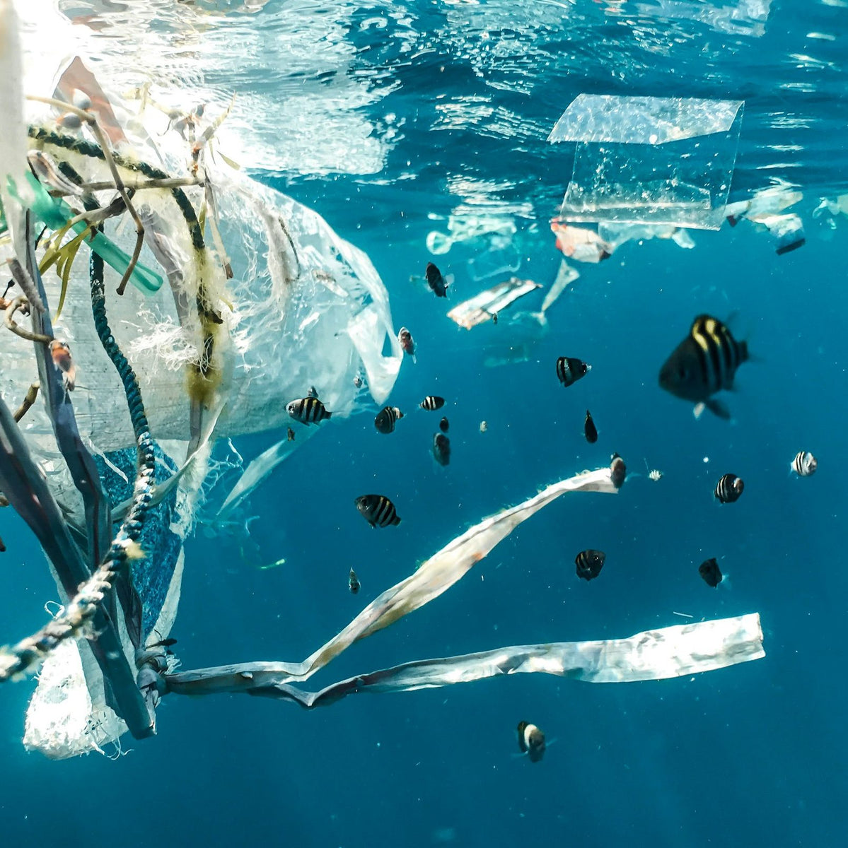As Plastic Piles Up, So Does Funding To Startups Working On Alternativ ...