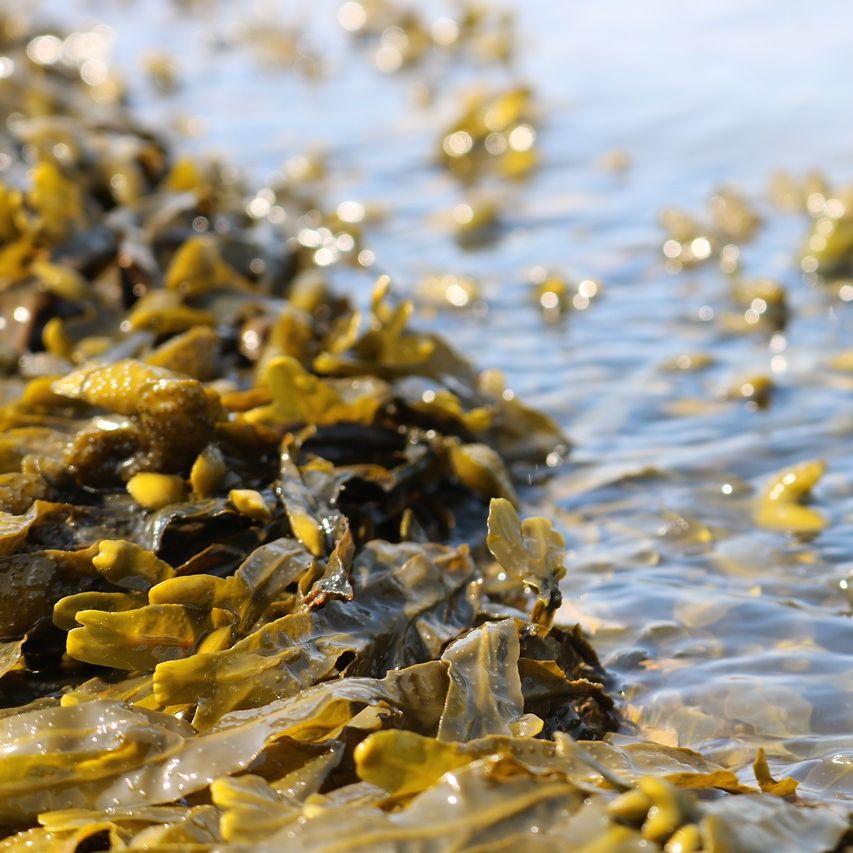 Seaweed and solar energy join hands at sea – Investable Oceans