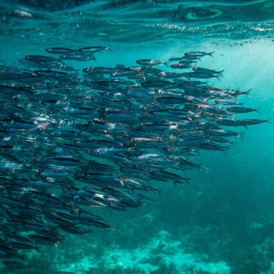 We need to deep clean the oceans. Here's how to pay for it – Investable ...