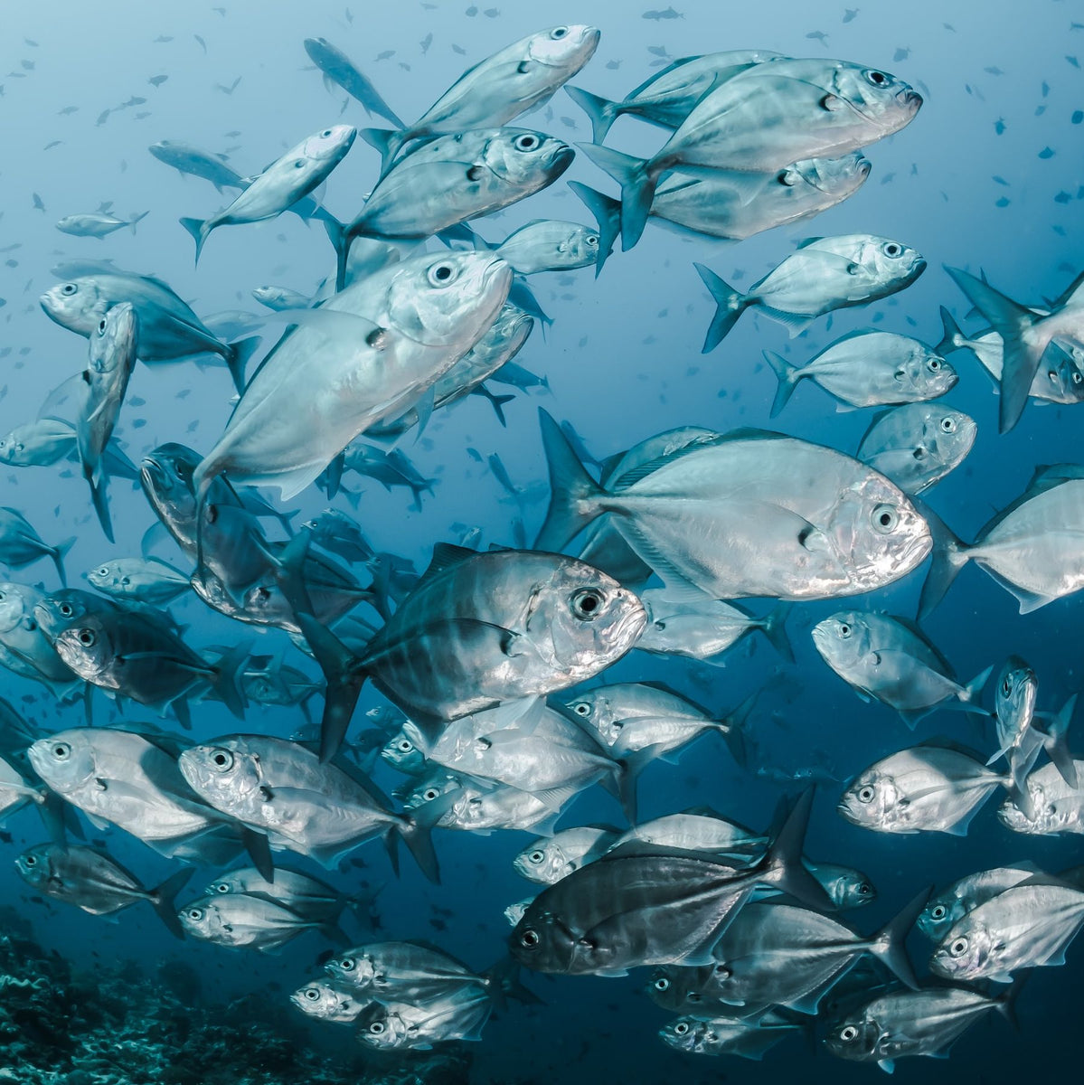 Habitat value of bivalve shellfish and seaweed aquaculture for fish an ...