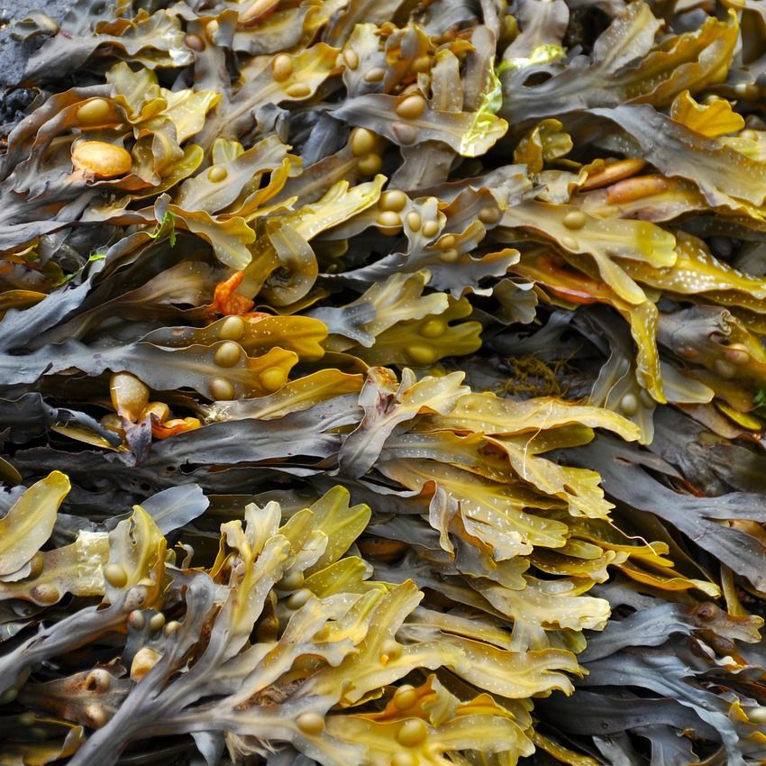 Methane-Busting Seaweed Farms on Track for 2021 Production – Investable ...