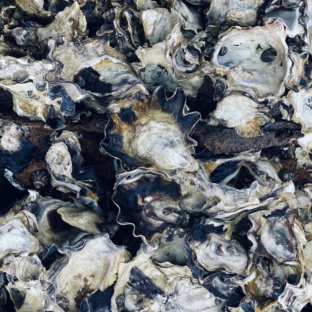 Native oyster reintroduction set to double biodiversity – Investable Oceans