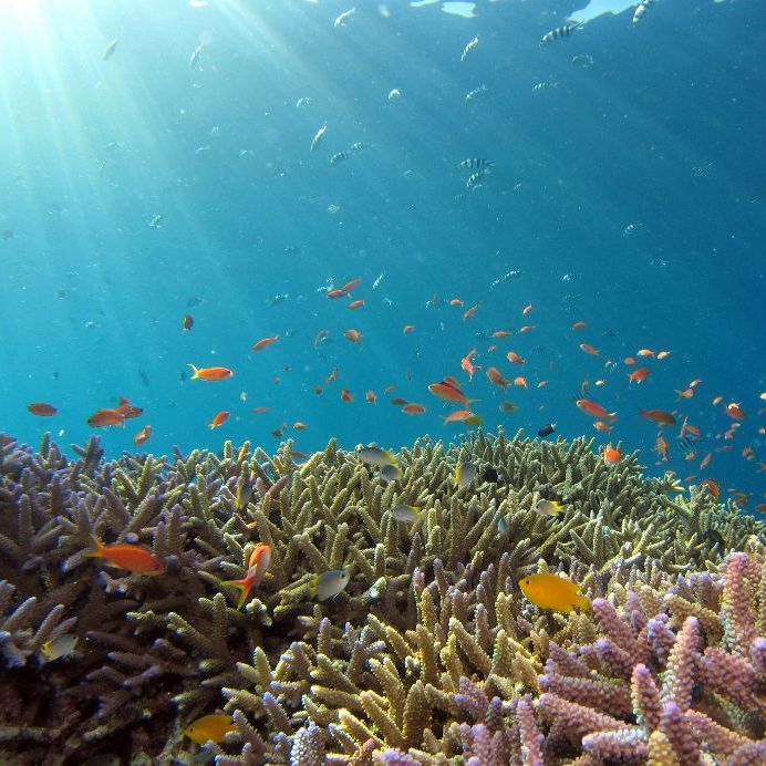 Saving Biology With Blue Biotechnology – Investable Oceans