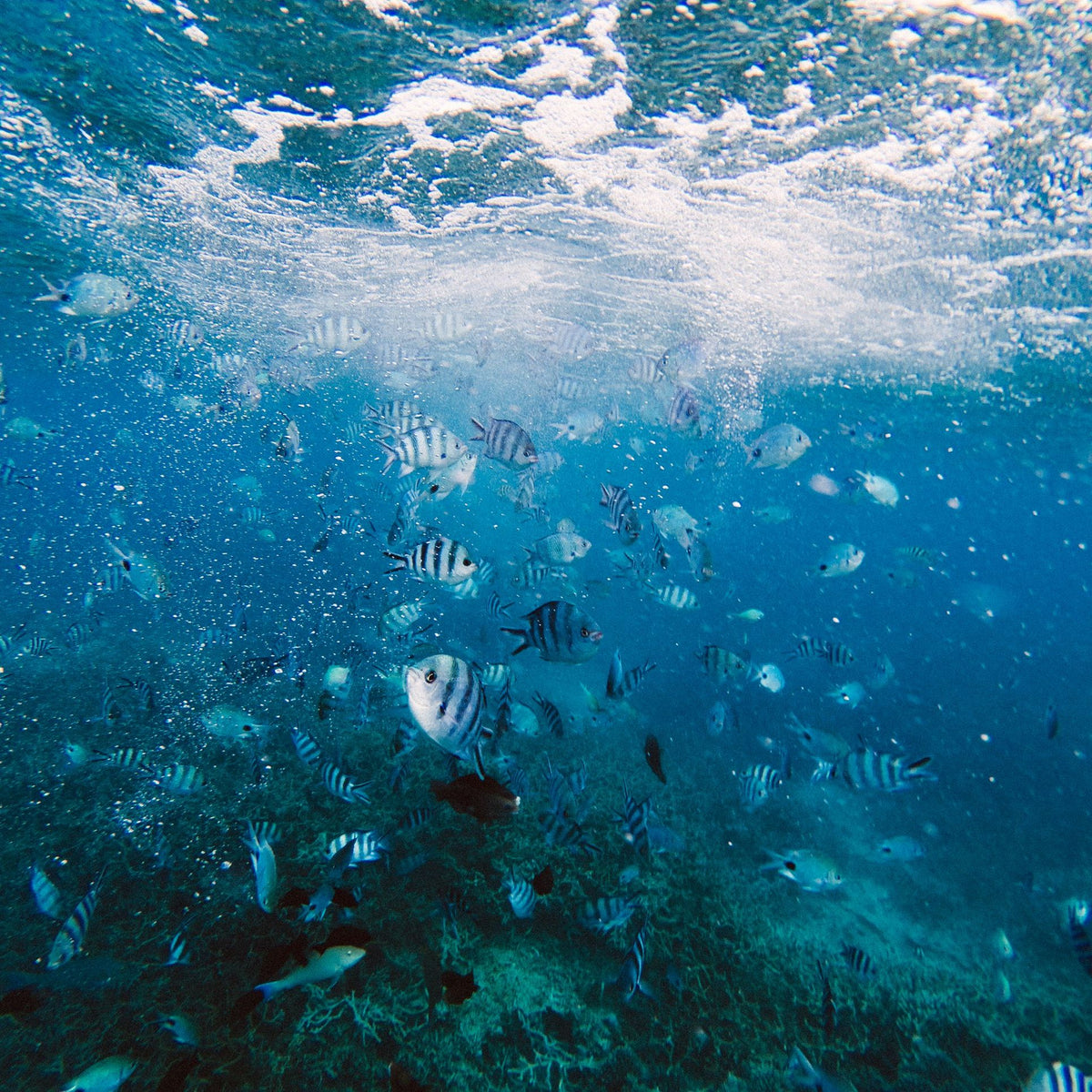 Blue Bonds Are on a Roll, Giving a Boost to the Oceans – Investable Oceans