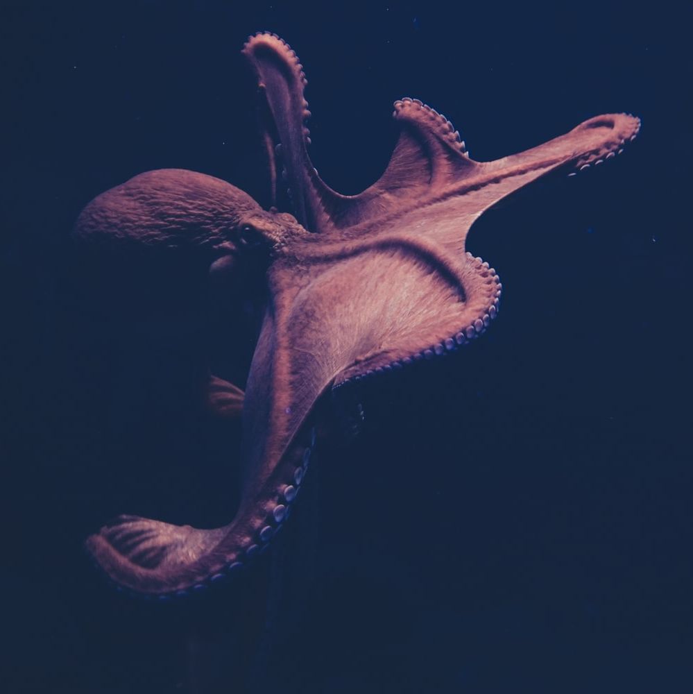 My Octopus Teacher Oscar Win Raises Profile of Unique African Kelp For ...