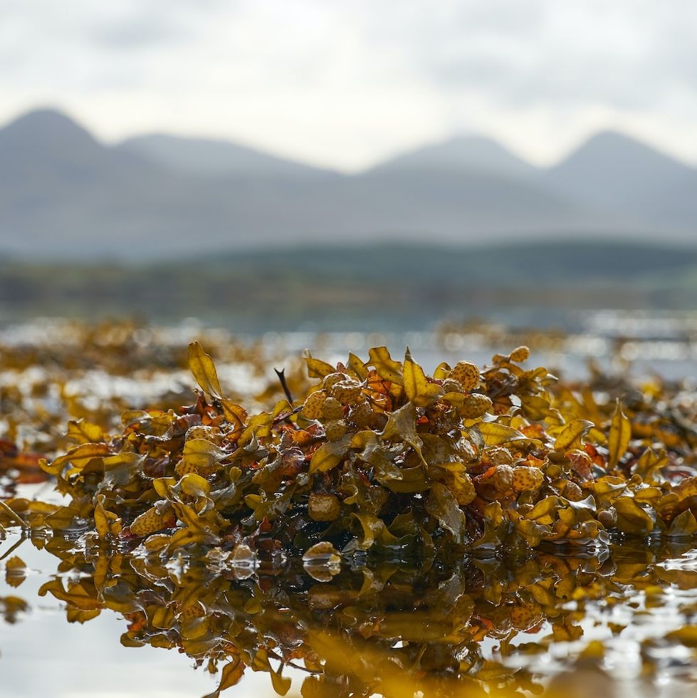 Seaweed Farming as Community Development - 2023 Report – Investable Oceans
