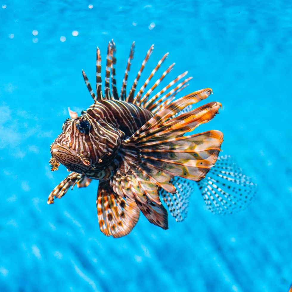 Fish leather is here, it’s sustainable – and it’s made from invasive s ...