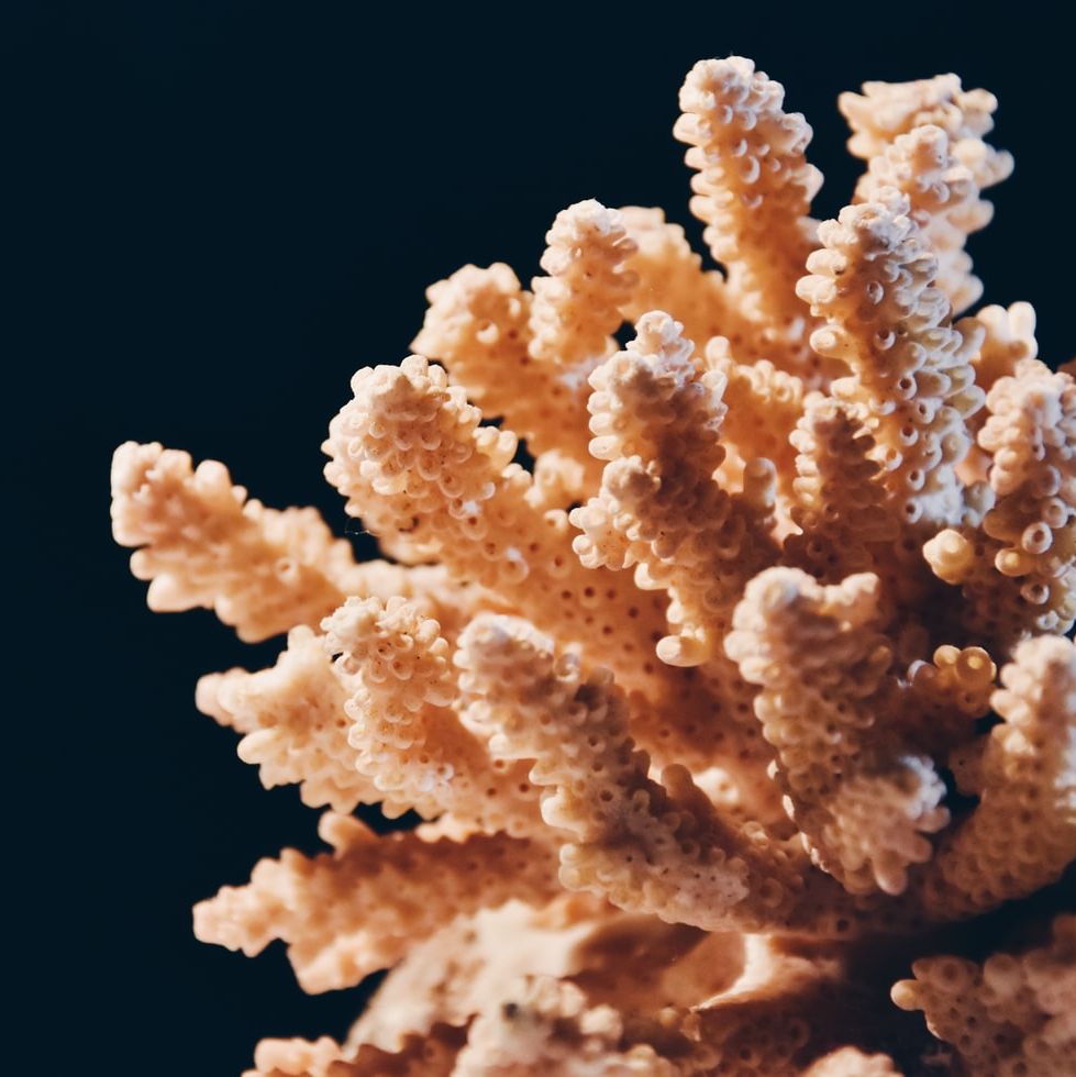 Scientists made an incredible discovery in the ocean's 'twilight zone ...