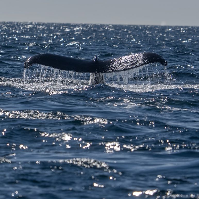MIT launches Maritime Consortium to drive autonomous navigation and de ...