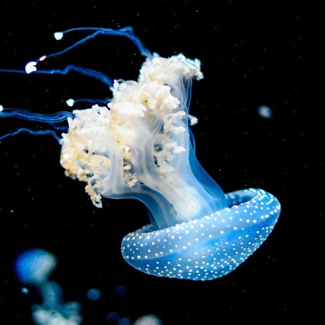 New Guidance On Blue Bonds To Help Unlock Finance For A Sustainable Oc ...