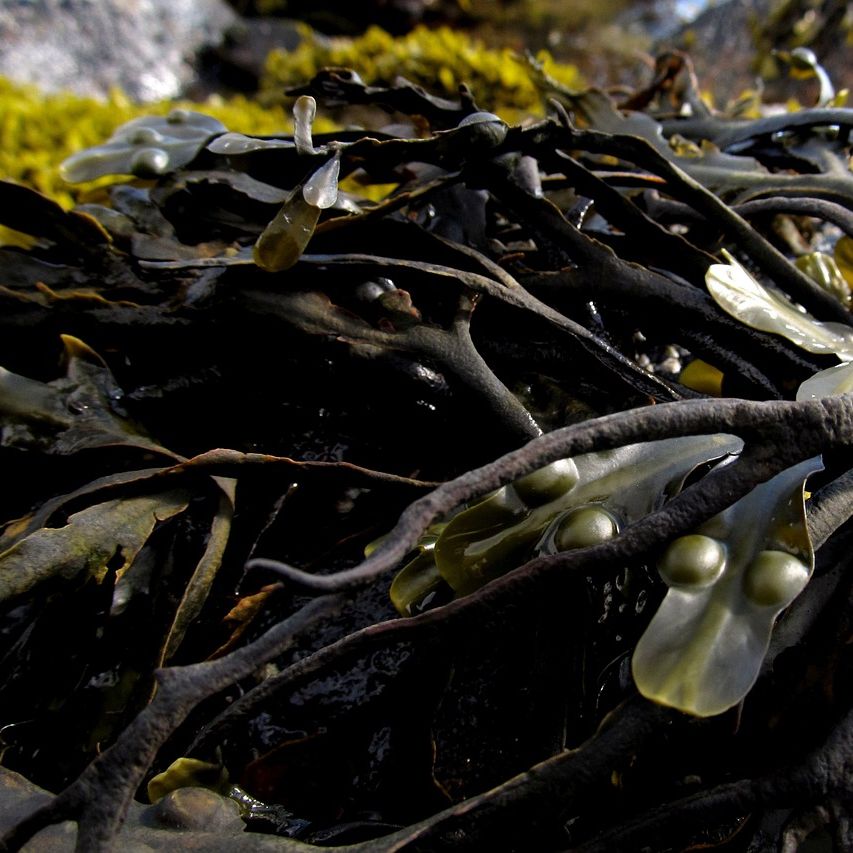 Can Macroalgae Save the Planet? – Investable Oceans