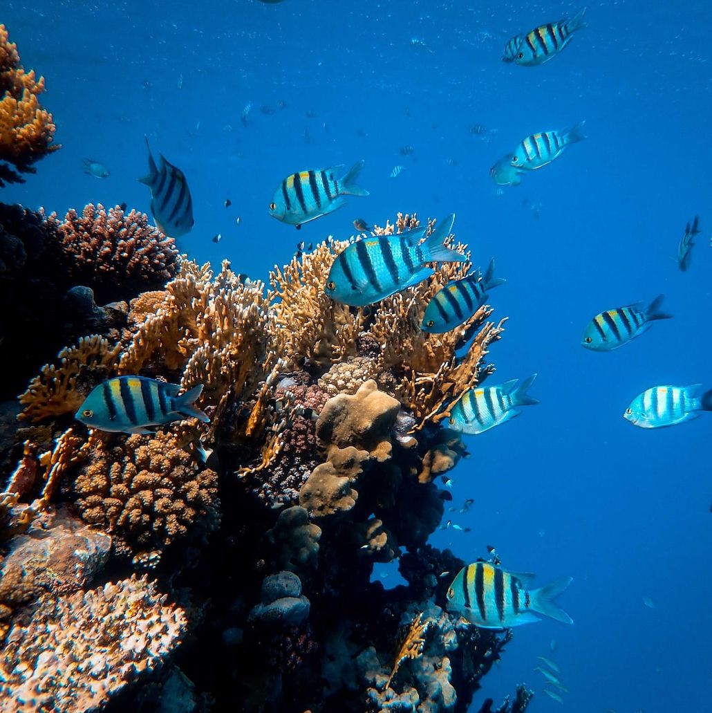The Ocean and the Sustainable Development Goals – Investable Oceans