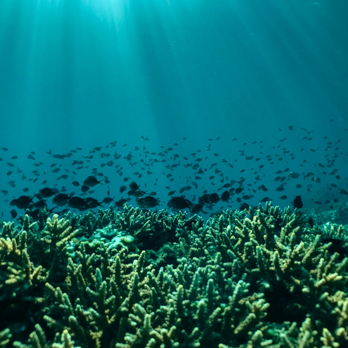The Foundation of Prosperity: Why a Healthy Ocean is Essential for a T ...