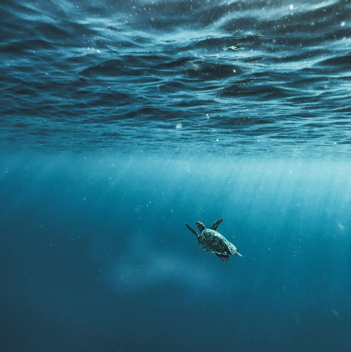 How business can help restore the ocean’s ecosystems – Investable Oceans