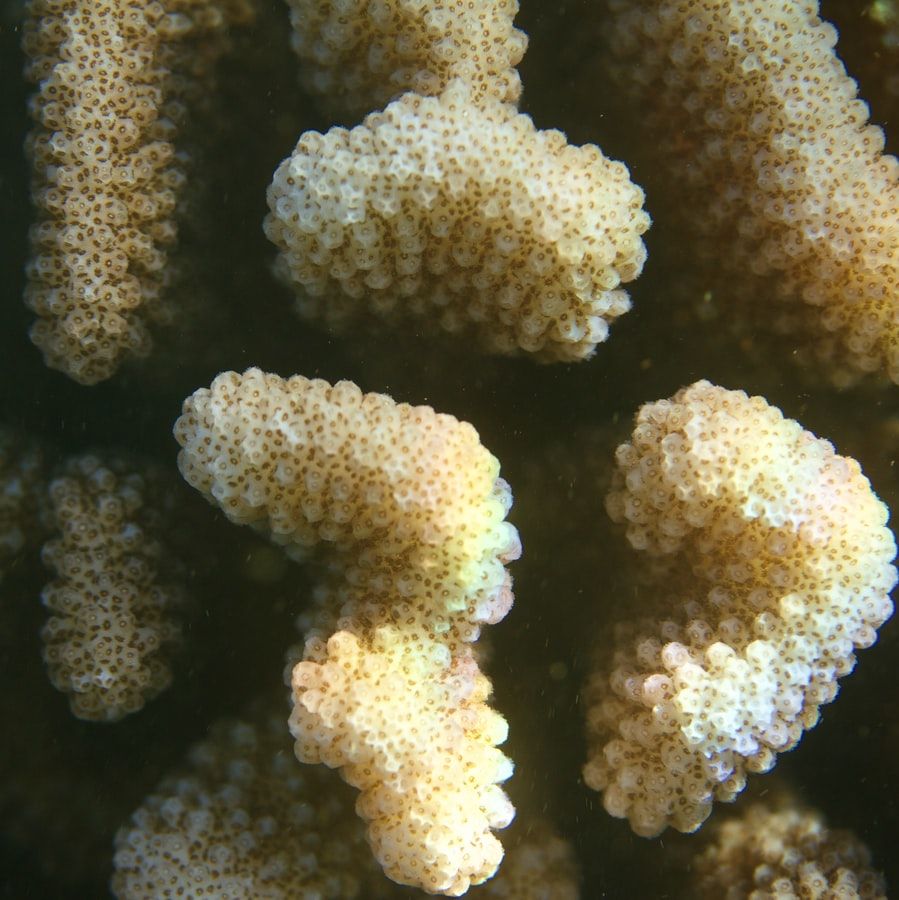 Coral, meet coral: how selective breeding may help the world’s reefs s ...
