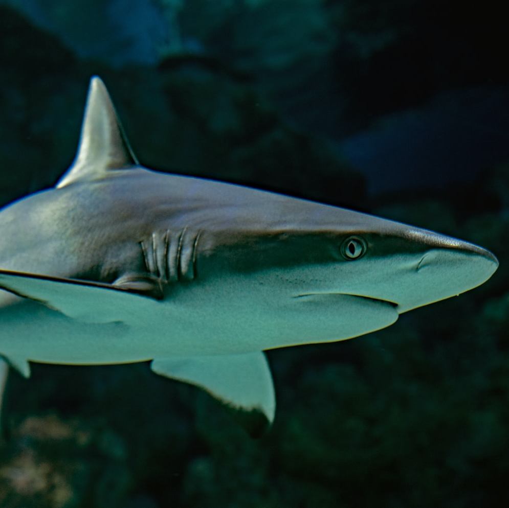 Sharks and rays are in free fall: More than one-third are threatened w ...