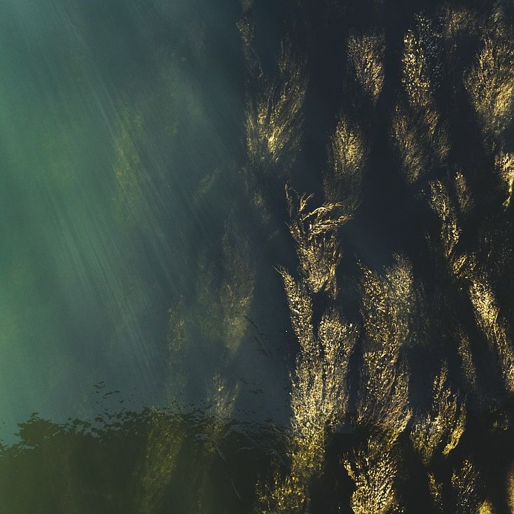 North Sea seaweed gets greener with world's first floating solar aquac ...