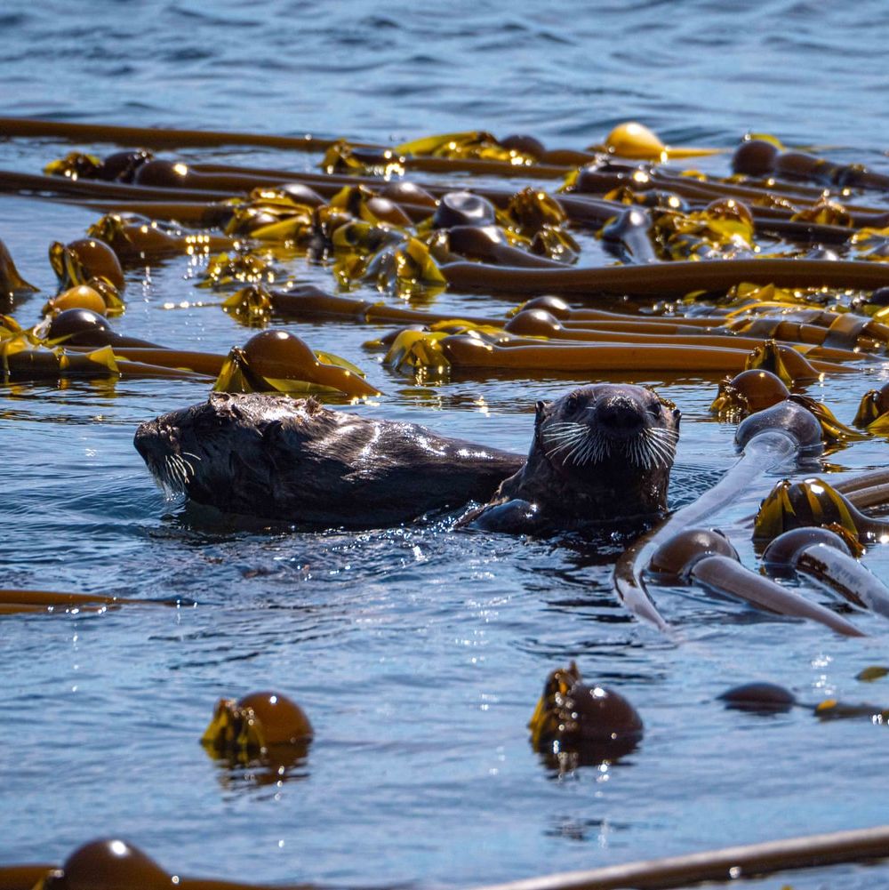 Alaska Kelp Farming: The Blue Revolution – Investable Oceans