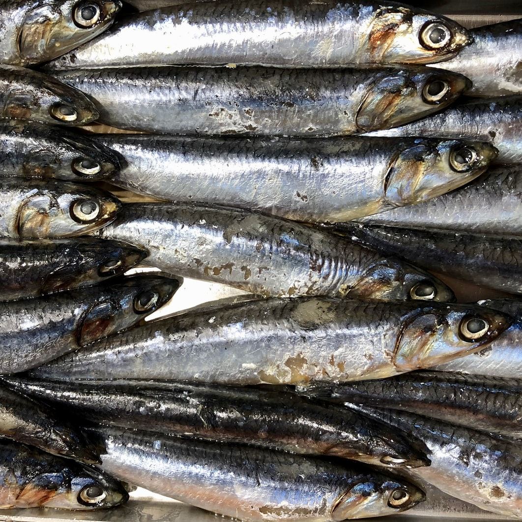 New Anchovy Protections Will Help People, Wildlife, and Ocean Health ...