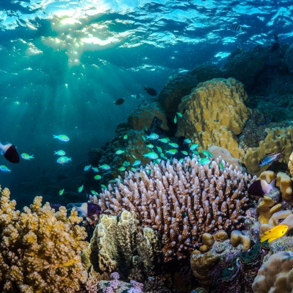 Ocean Health is Planetary Health – Investable Oceans