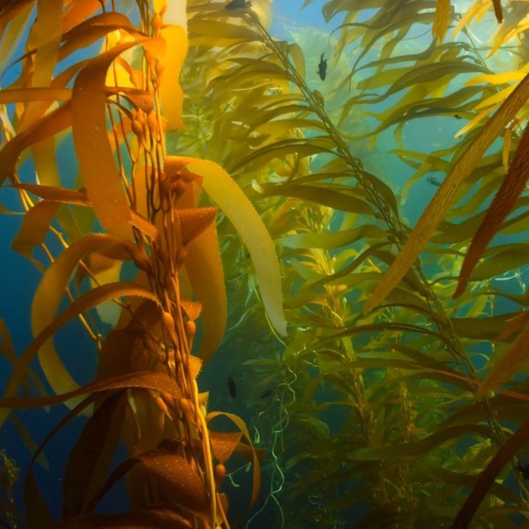 U.S. launches program to advance deep-water seaweed farming ...