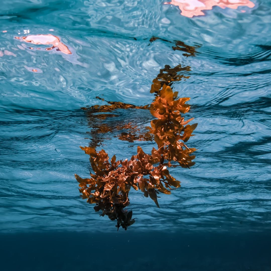 The stage is set for seaweed startup success – Investable Oceans