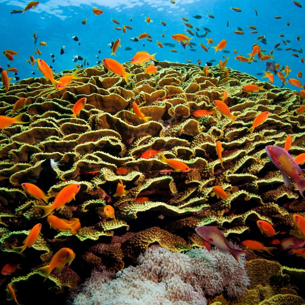 Corals are disappearing, pushing Earth to its first major ‘tipping poi ...