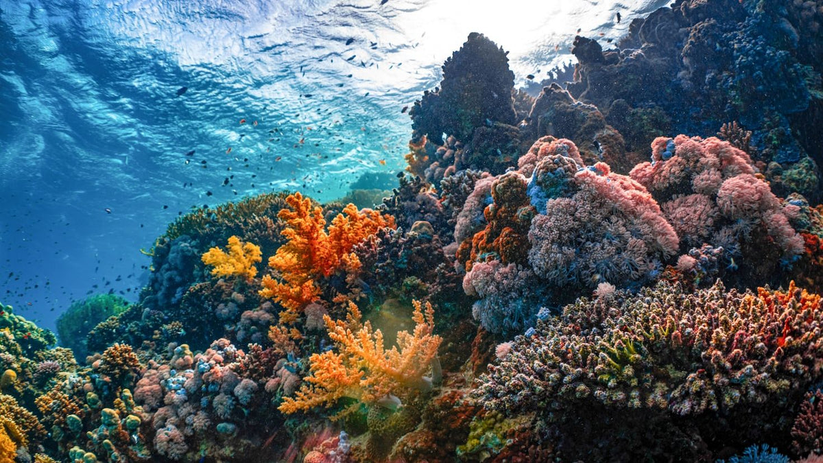 Could freezing coral larvae protect reefs from ocean warming ...