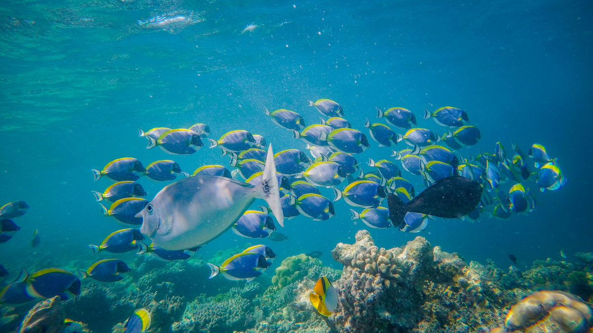 Oceans Futures – Investable Oceans