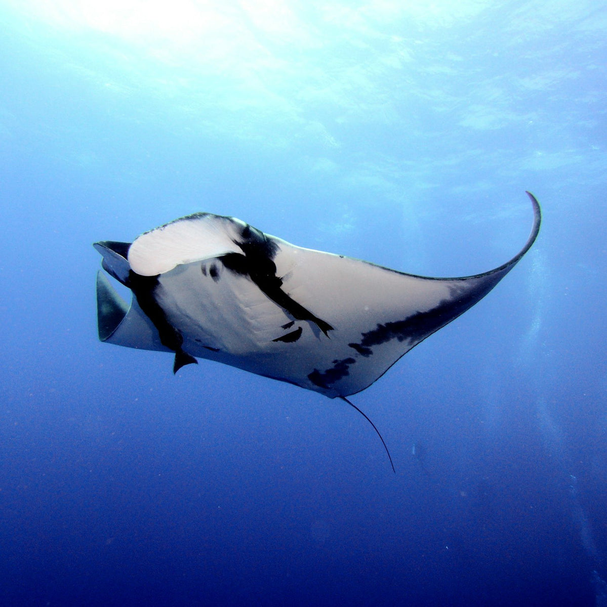 Mission Blue Hope Spots – Investable Oceans