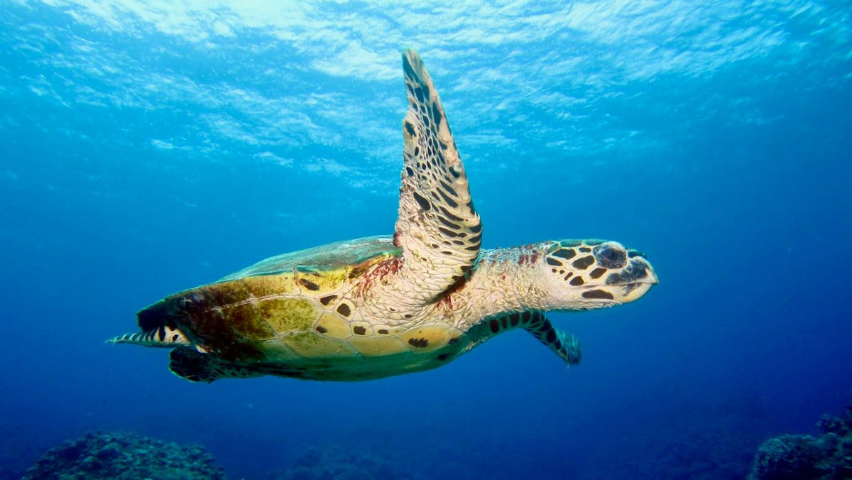 Solar-powered fishing nets are reducing sea turtle bycatch 63% ...