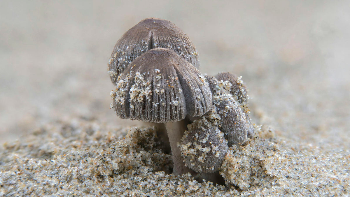 Scientists in Hawaii are training ‘hungry’ marine fungi to eat ocean p ...